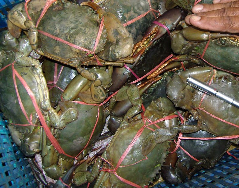 Crab Export Philippines - Mud Crab Exporters, Mud Crab Manufacturers ...