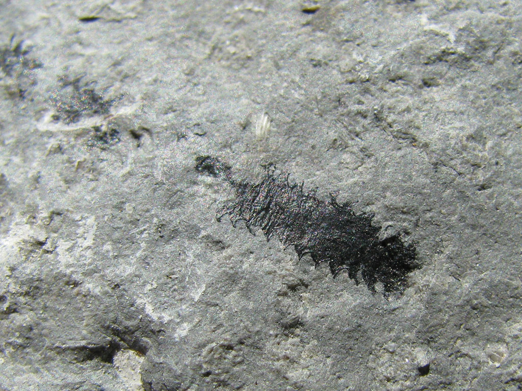 Views of the Mahantango: Diplograptus amplexicaulis graptolite from the ...