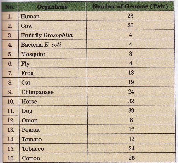 What Are Chromosome, Mitosis and Meiosis ~ New Science Biology