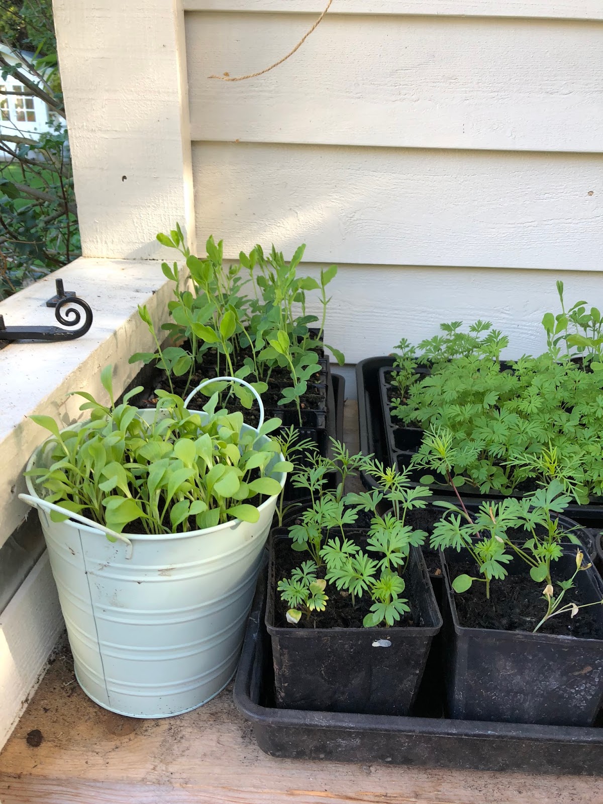 Garden // Spring Planting {with Sarah Raven} - Roses and Rolltops