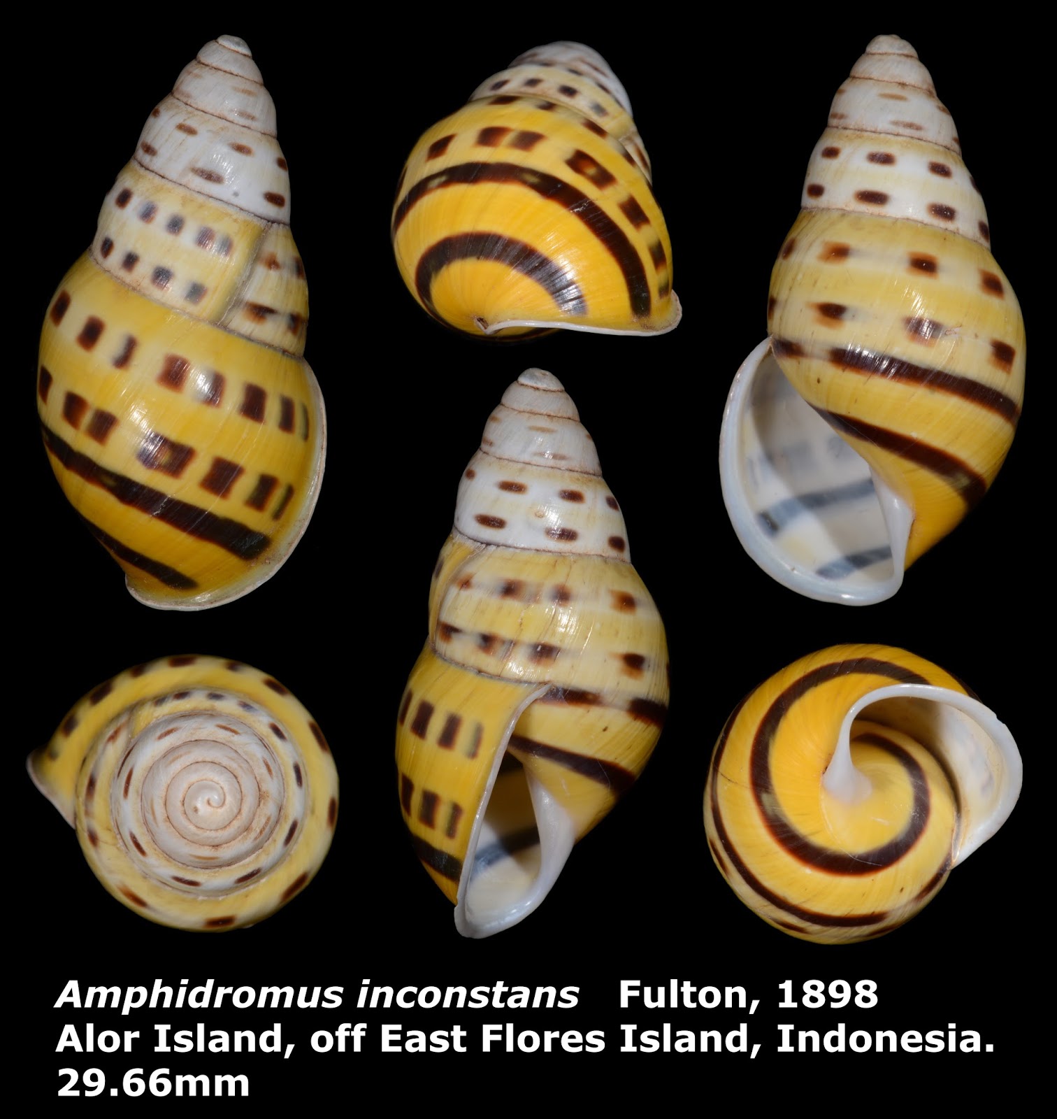 Dr. Lee's Gallery Museum: Amphidromus inconstans 28.35 to 32.66mm