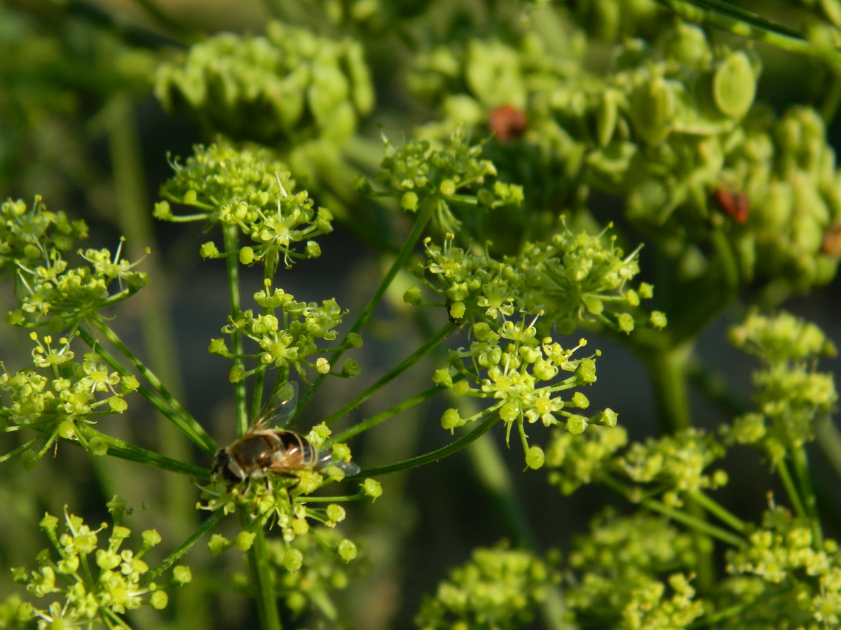LA MULTI ANI, ROMANIA!: Insecte pe flori verzi