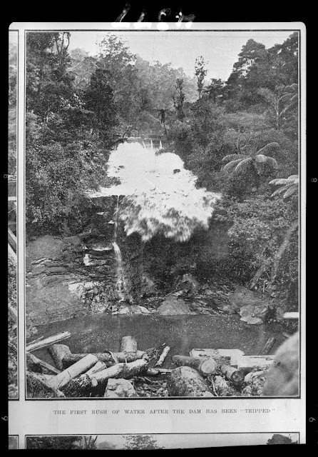 Kauri logging in Waitākere Ranges