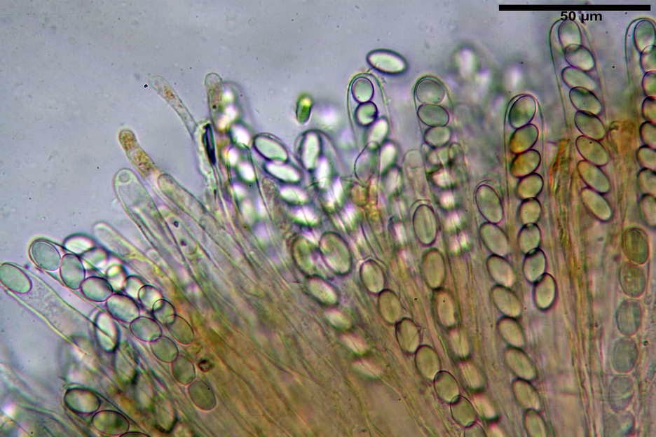 Funghi Teramani: Pyronema omphalodes (Bull.) Fuckel, Jb. nassau