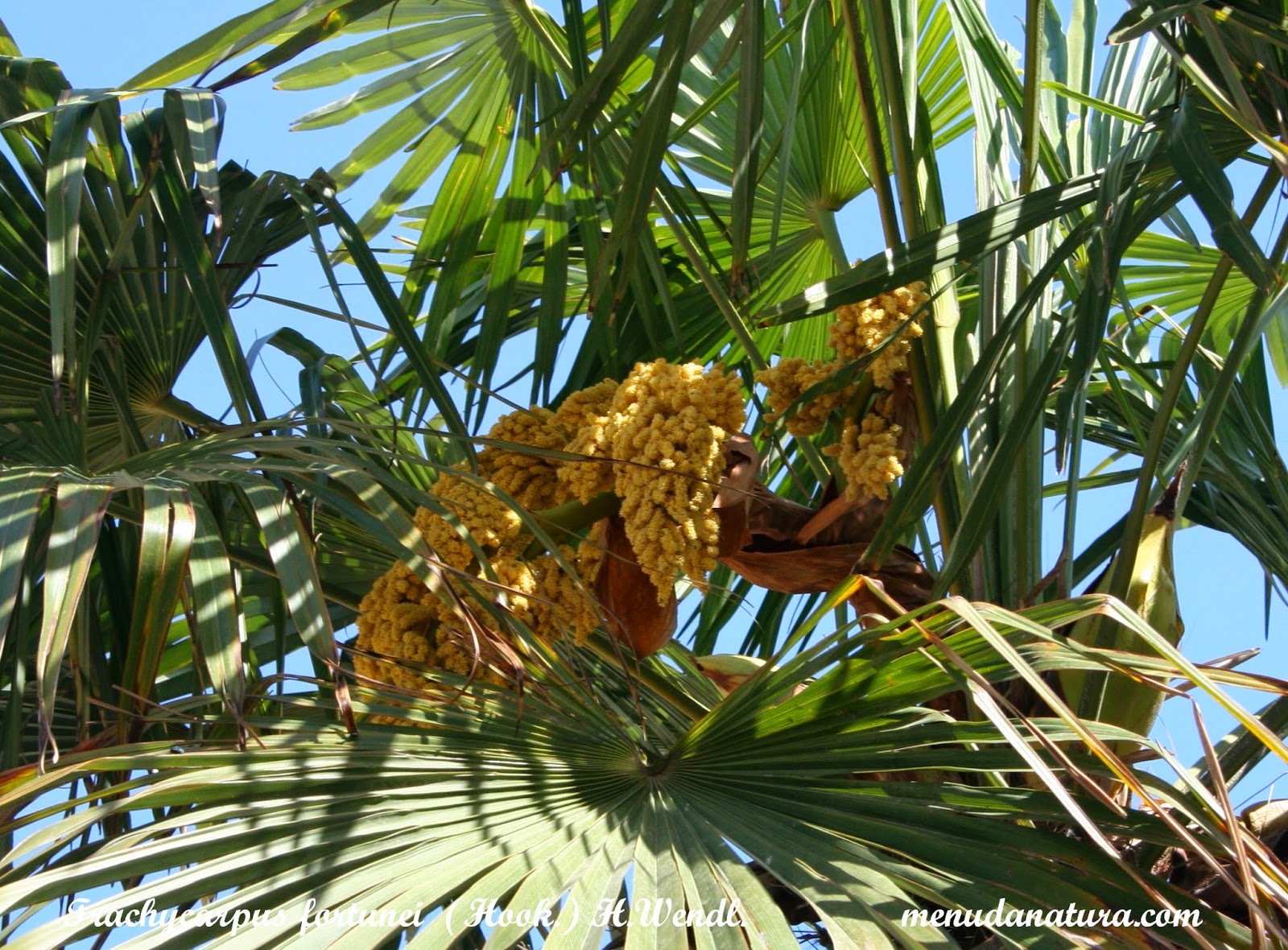 El Jardí de Menuda Natura: Palmera excelsa