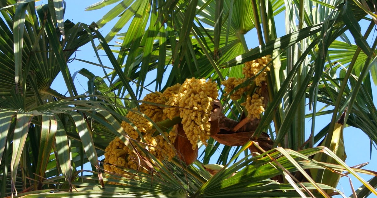 El Jardí de Menuda Natura: Palmera excelsa