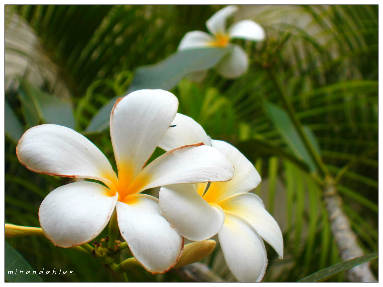 Live in the Moment: White Kalachuchi