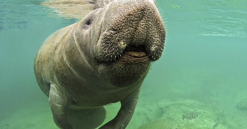 Recuperação de populações do peixe-boi marinho ganha esforço ...