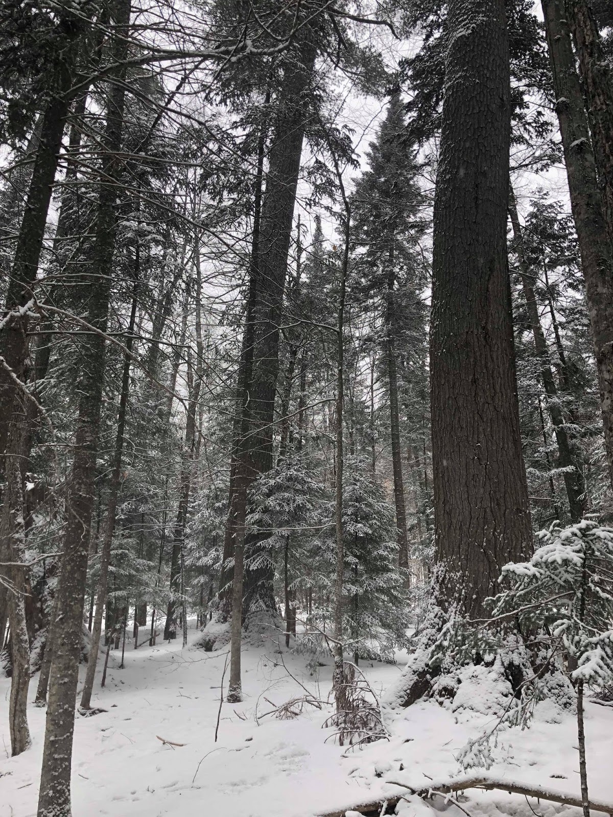 Ecology of Appalachia: The 1675 Grove: A Virgin White Pine Forest