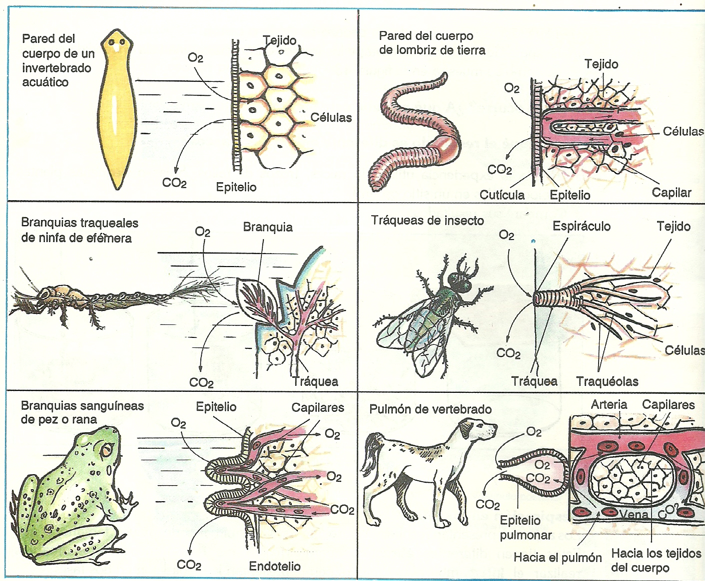 BLOG PRUEBA: todo lo del otro blog