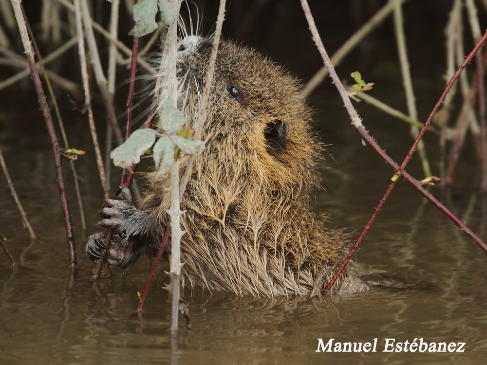 Miradas Cantábricas: Coipú