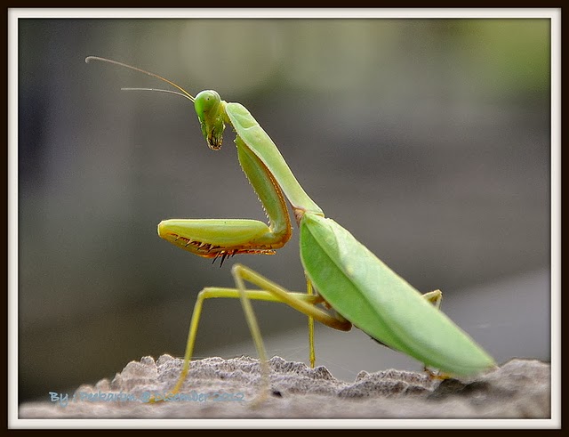 Chooyaya Secret Garden : Mentadak Mentadu Macam Mana Intan Tido?