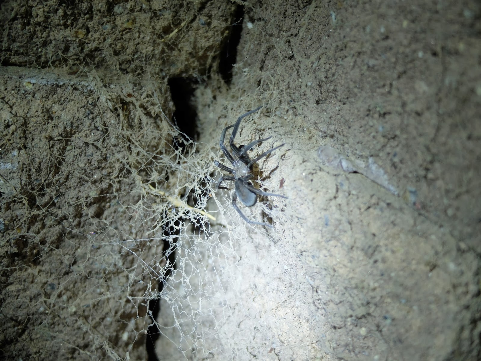 TravelMarx: Kukulcania arizonica – Arizona Black Hole Spider (Would the ...