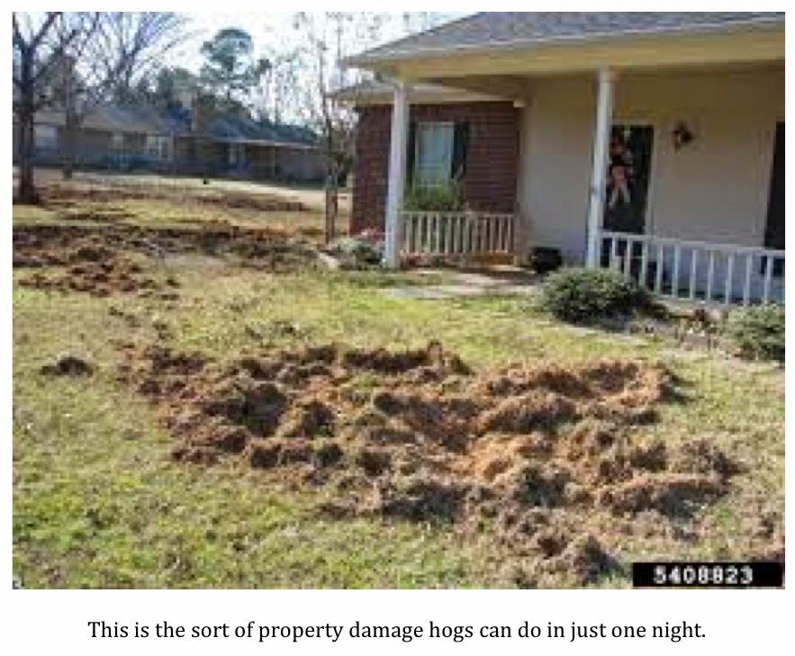 Texas Cryptid Hunter: Feral Hog Population in Texas Exploding