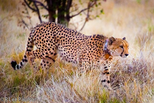 From Off the Beaten Path: Africa 13: Eagle and Cheetah
