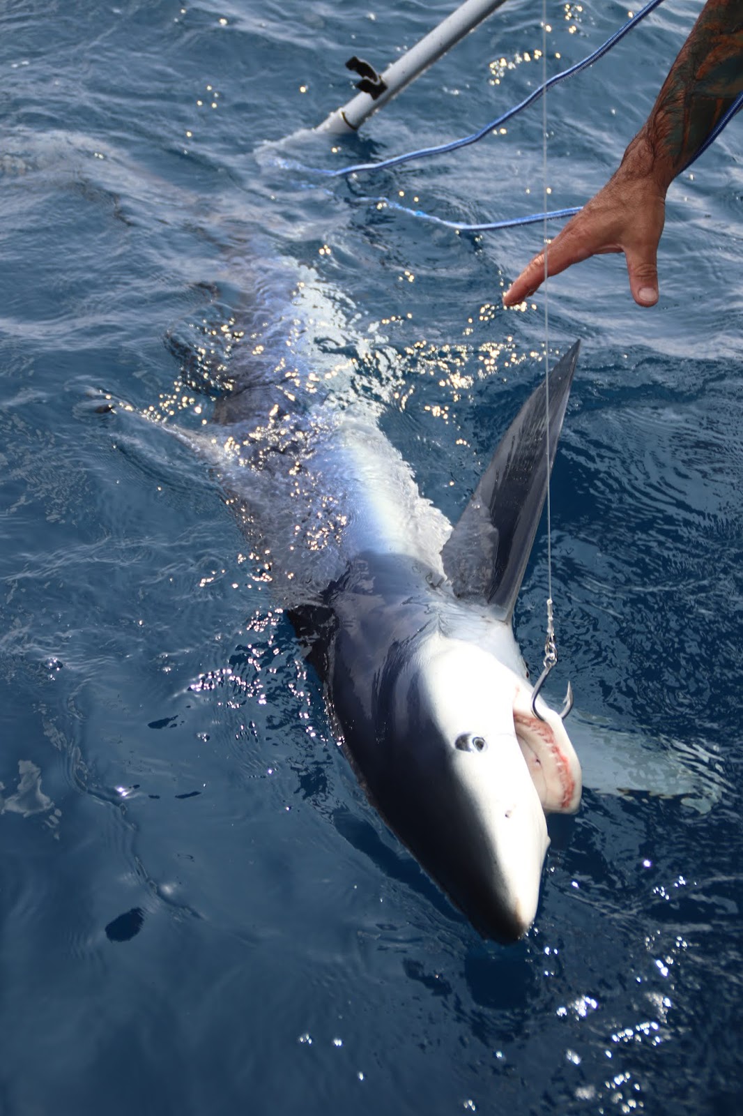 La Pesca en Oliva Nautic: TIBURON A Z U L O TINTORERA
