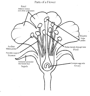 Parts Of A Flower Coloring Page - Flower Coloring Page