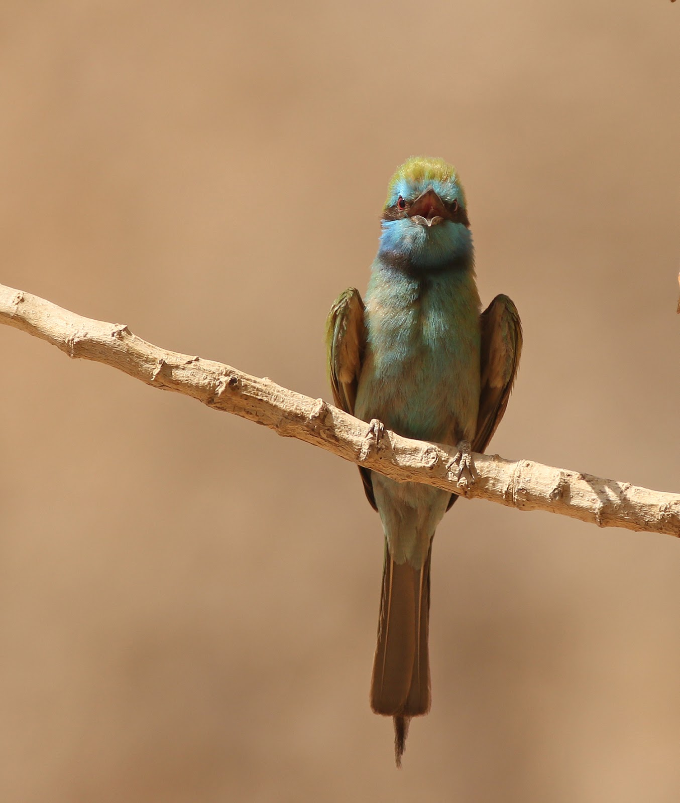 Mark James Pearson: Israel, March '18 - Arabian Green Bee-eaters
