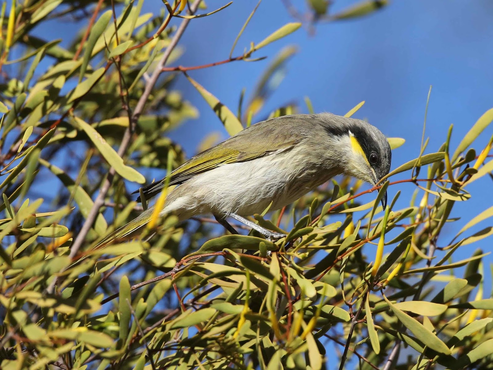 Avithera: Mulga Parrots