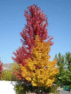 Grow How: October Country