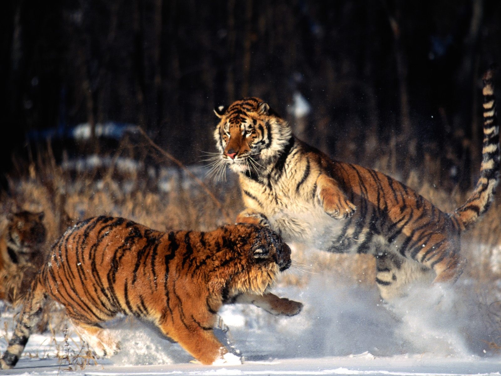 ultra hd wallpapers: wild tiger ultra hd wallpapers, wild tiger ultra ...