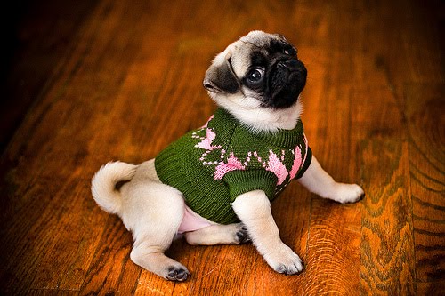 Las Teje y Maneje: THURSDAY DOGGY SWEATER |04