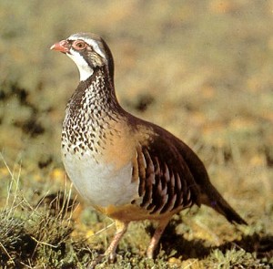 História e genealogia de Carijós a Conselheiro Lafaiete : FAMÍLIA PERDIGÃO