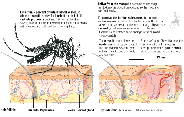 WHY MOSQUITO BITE ITCHES? | General Knowledge