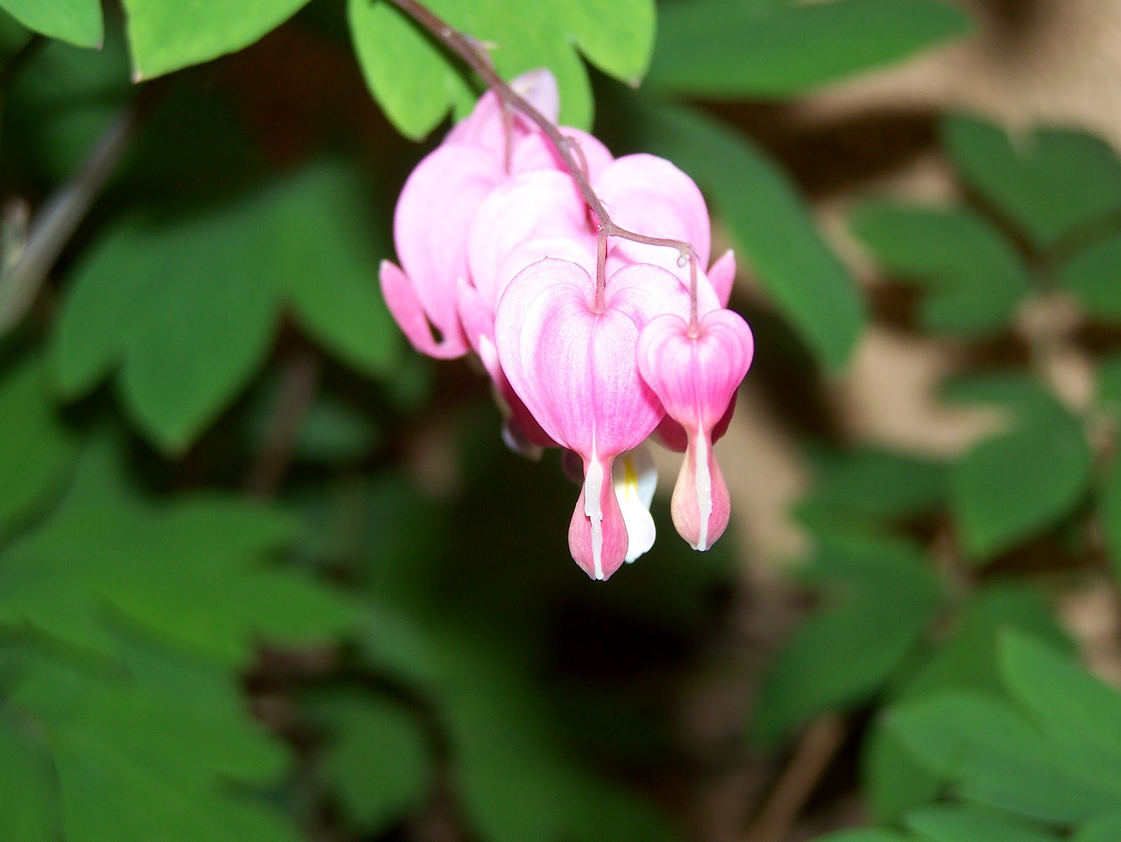 Beyond Pearls - A Catholic Mother's Reflections on life, love, and ...