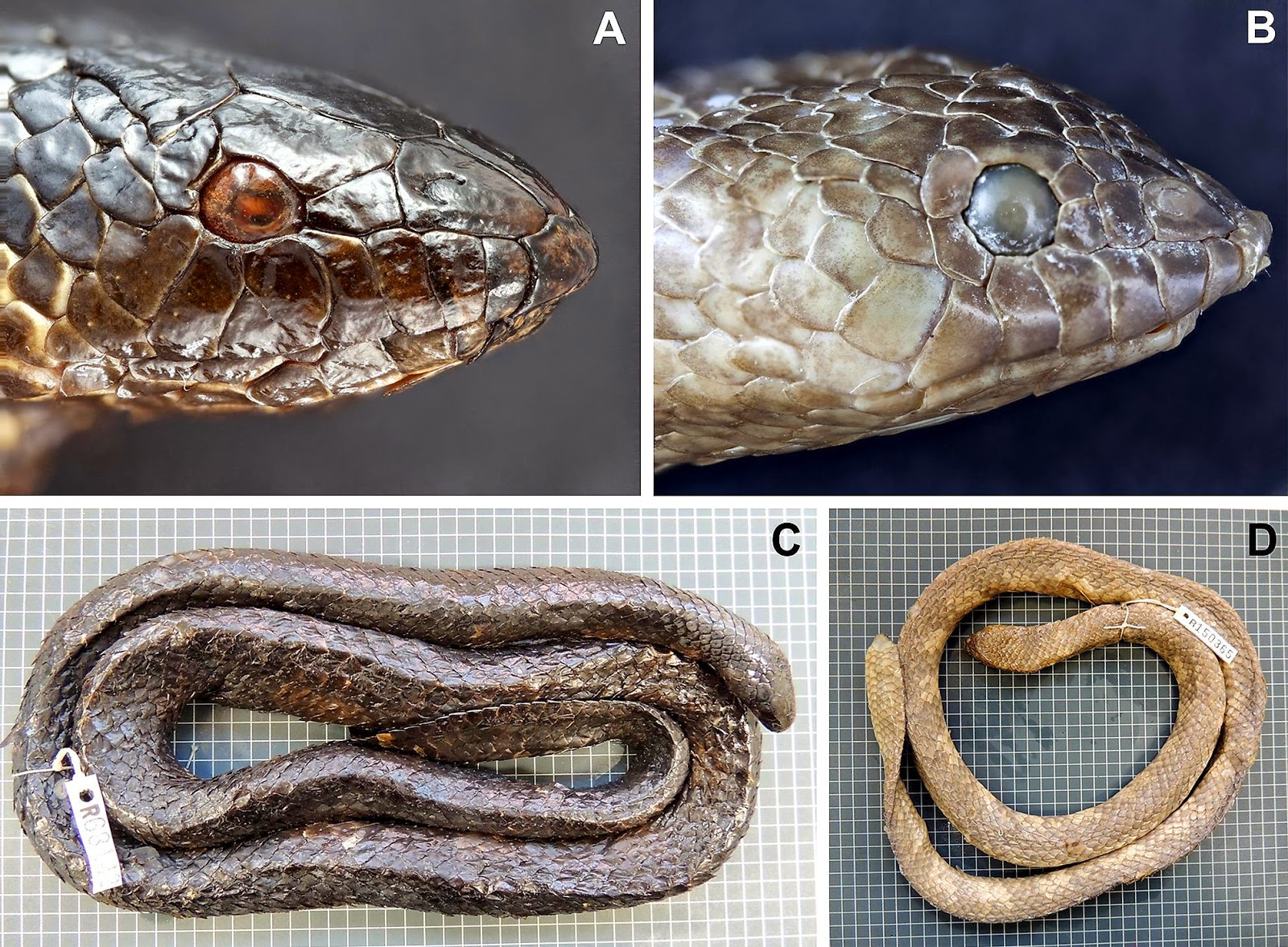 Species New to Science: [Herpetology • 2015] Molecules and Morphology ...