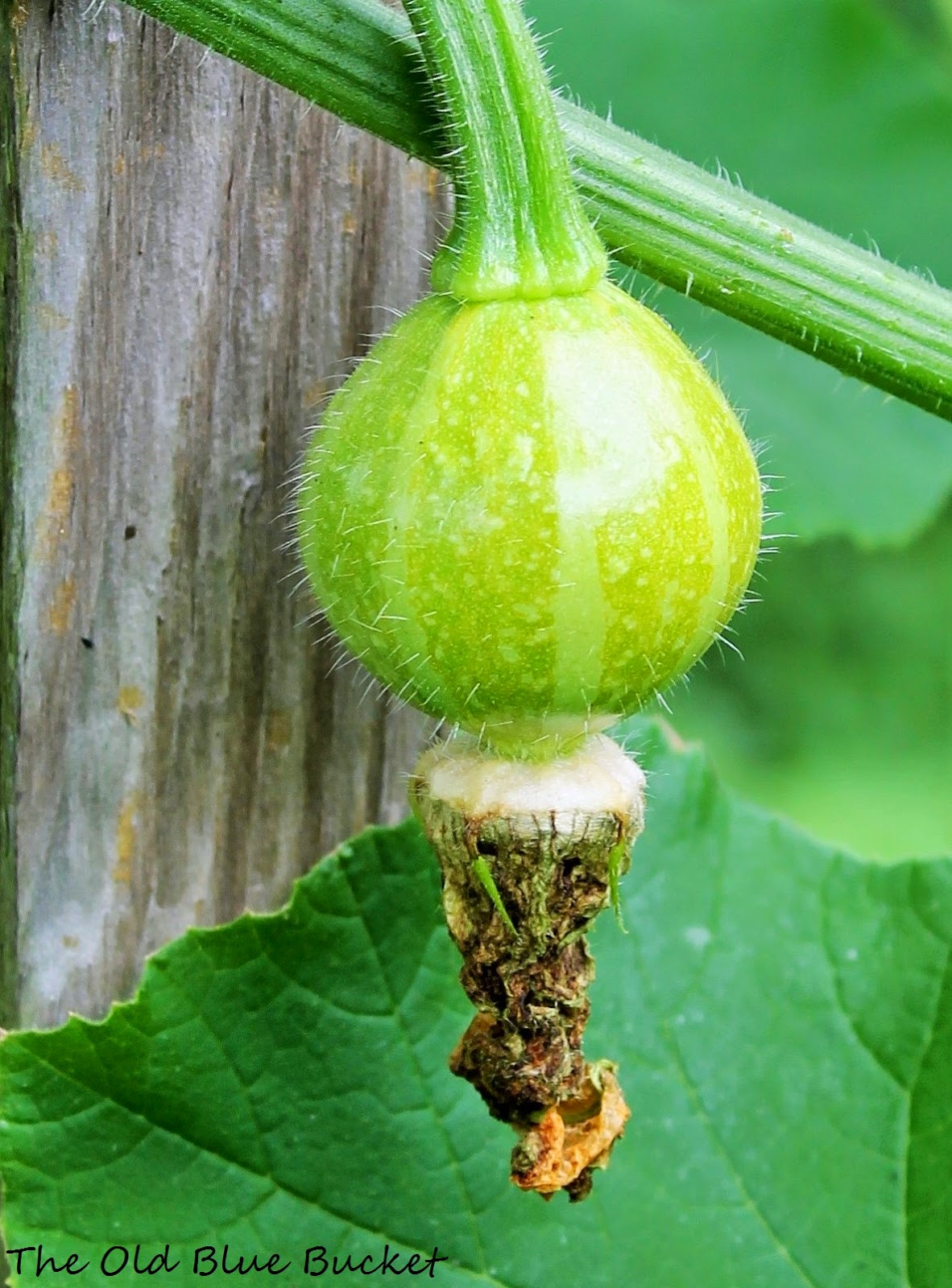The Old Blue Bucket: Gourd Harvest