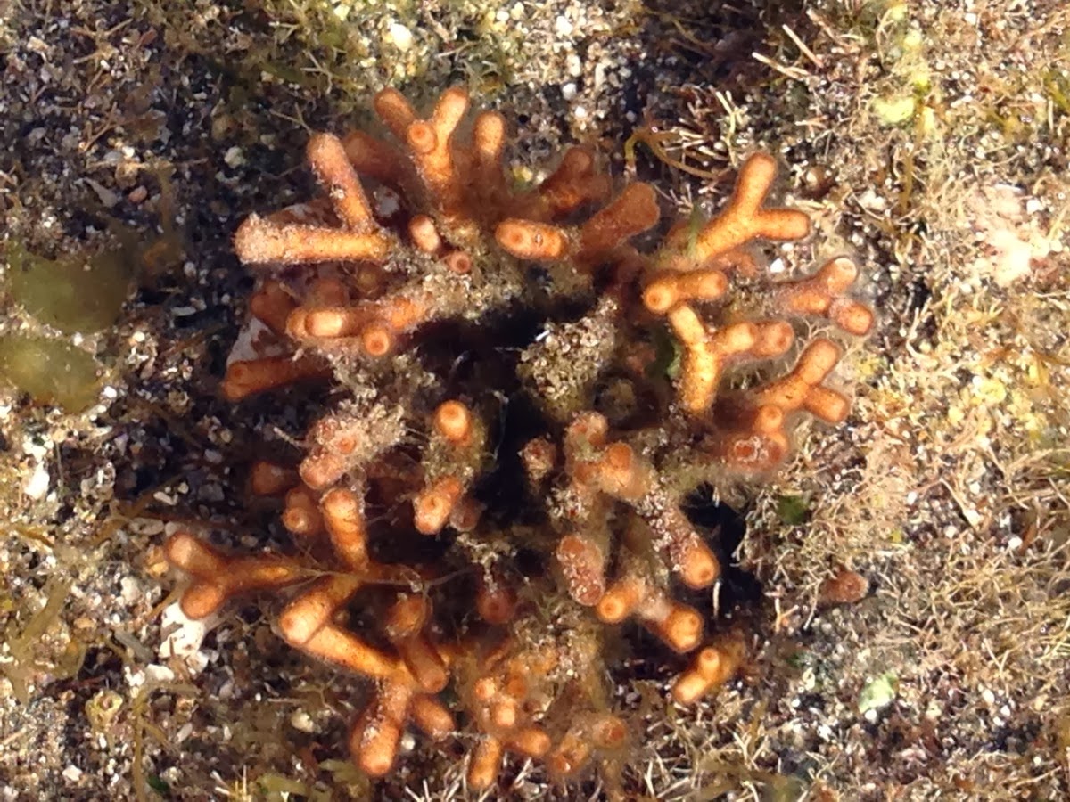 Rafael Microfauna Marina: Galaxaura rugosa (Algas rojas)