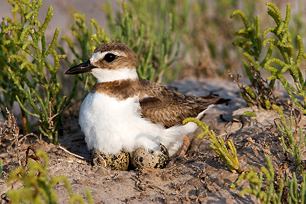 Bellas Aves de El Salvador: Charadrius wilsonia (chorlito, playerito o ...