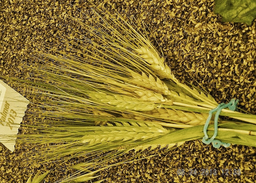 Wheatavore: Intelligent plants? What's a vegetarian to do?