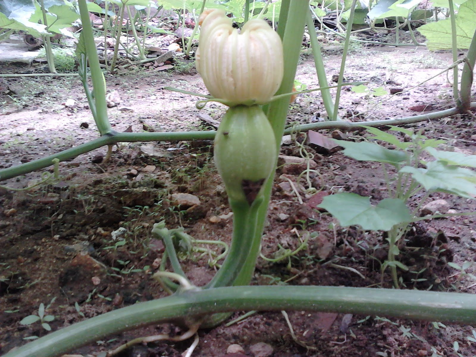 Açãobiológica: JERIMUM