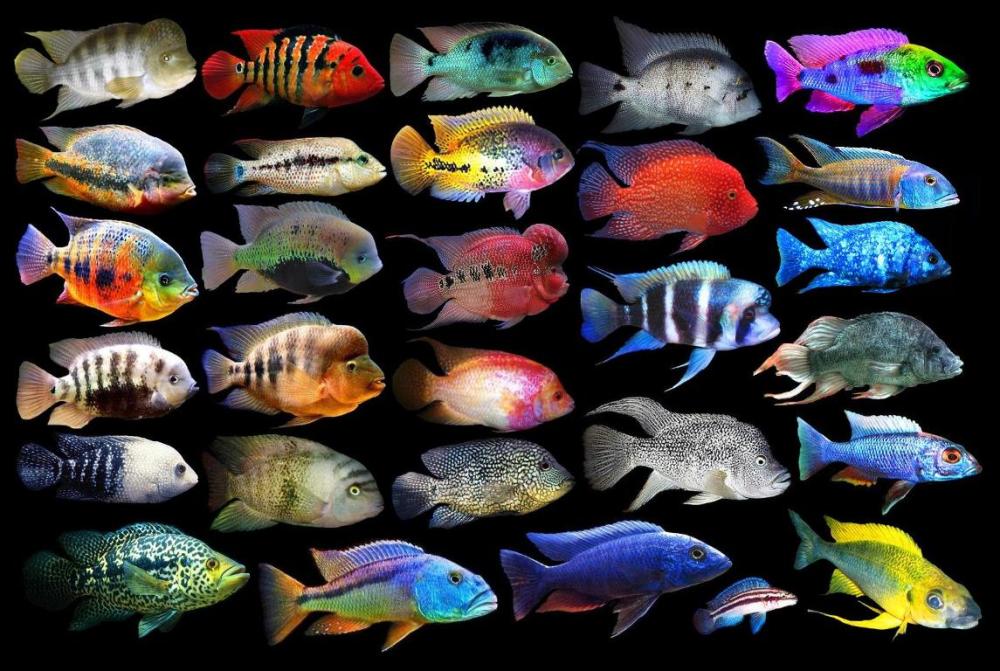 Ciclídeos Africanos - Aquatica Mundi