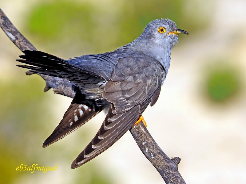 Miguel fotografia: Cuco común (Cuculus canorus)
