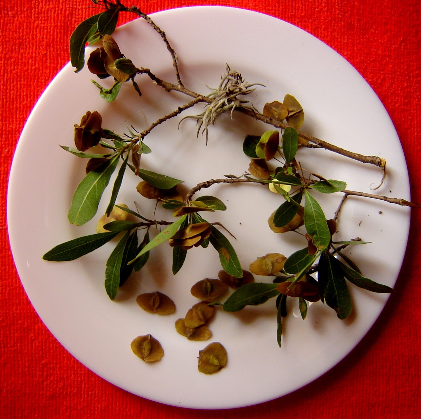 v e r d e c h a c o: Palo amarillo / Guayaibí amarillo