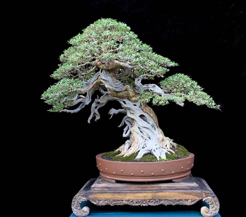 Stephen Cullum's Bonsai & Pottery: Post 205 New Tanuki