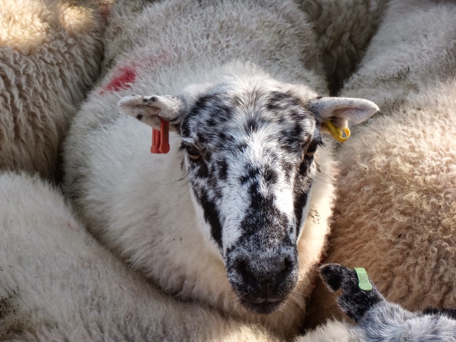 Epynt Hardy Speckled Sheep Society: Breed Information