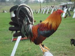 gallos de combate: LOS MEJORES GALLOS