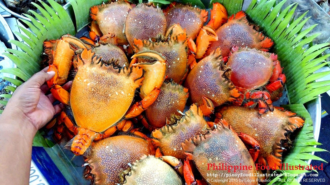 Philippine Food Illustrated: curacha
