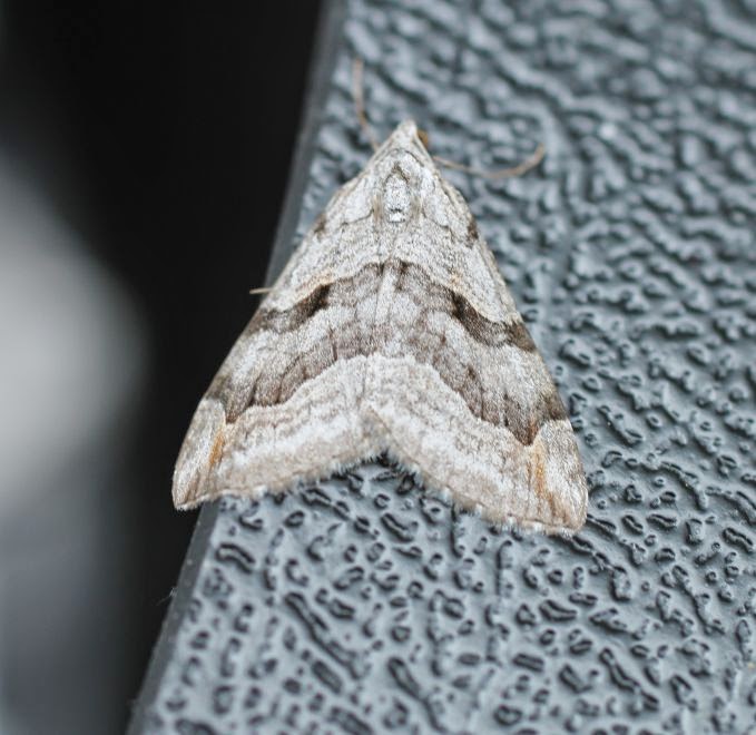 Shandy Hall Moths: 17 May 2014 - On the Road