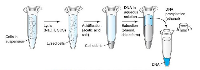 Biology Videos: Nucleic Acid Extraction - DNA isolation