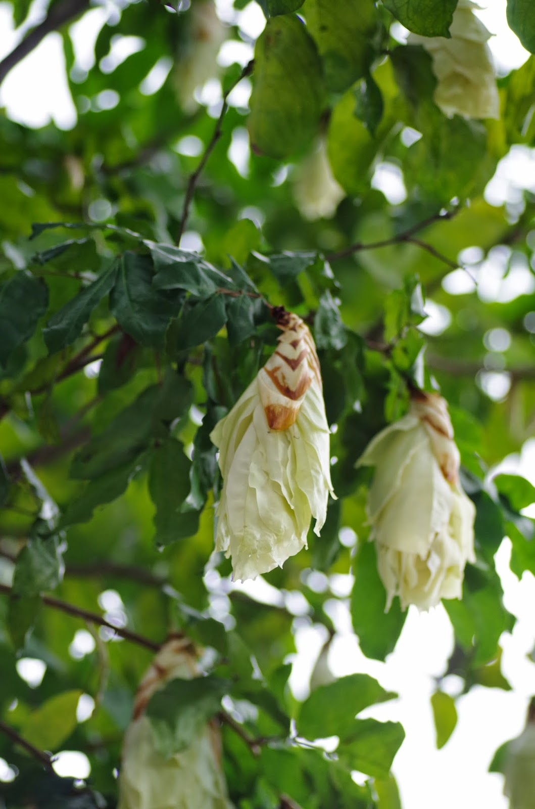 Trees and Plants: Hankerchief Tree
