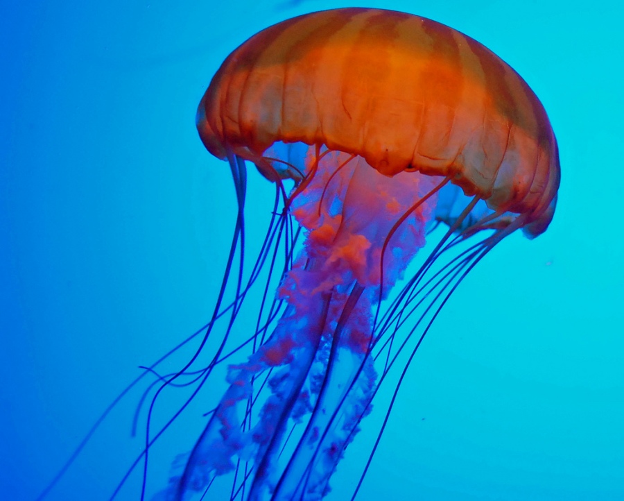 Free Images Online: sea creatures