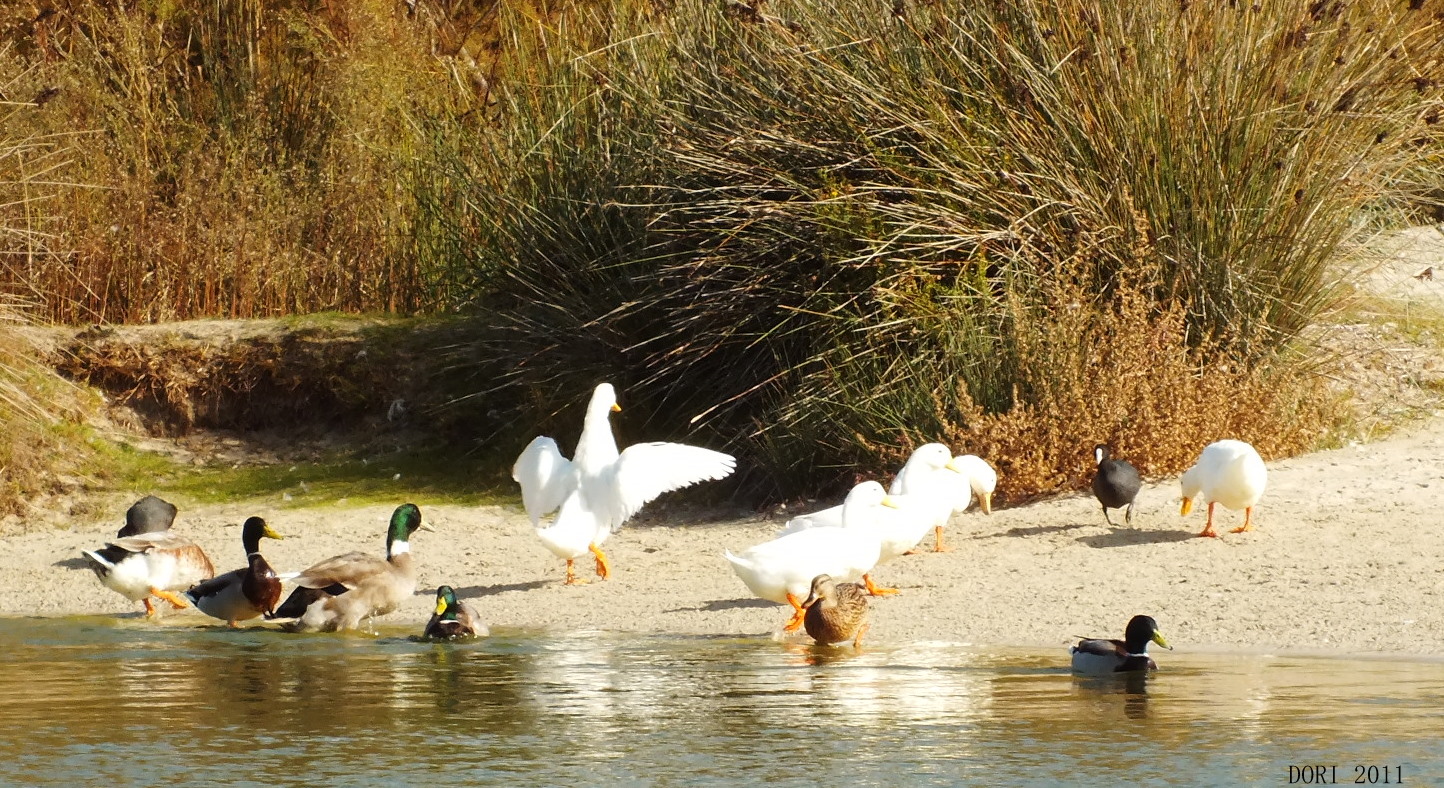Pasea Menorca: Vida animal en Son Bou