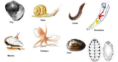 Mollusca Mengenal Struktur Tubuh Mollusca Berdasarkan Kelas - Biologisites