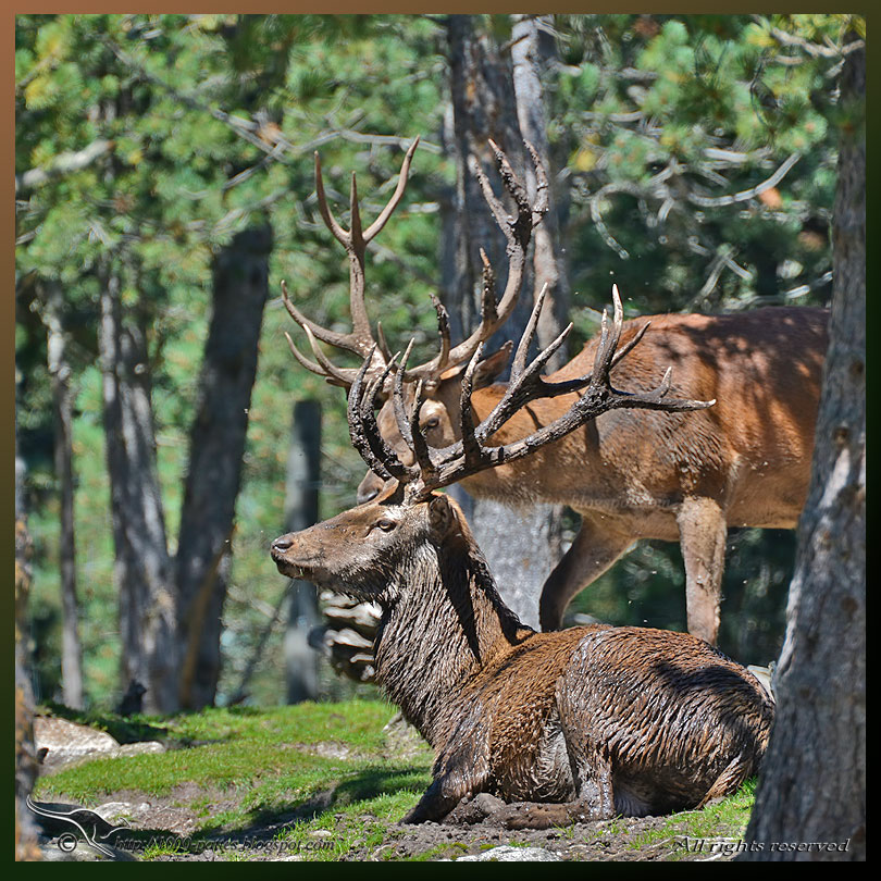 WILDLIFE GATEWAY: Cerf elaphe des Pyrénées