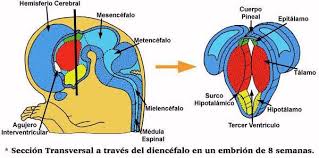 HISTO-EMBRIOLOGIA: DESARROLLO EMBRIONARIO DEL SISTEMA NERVIOSO